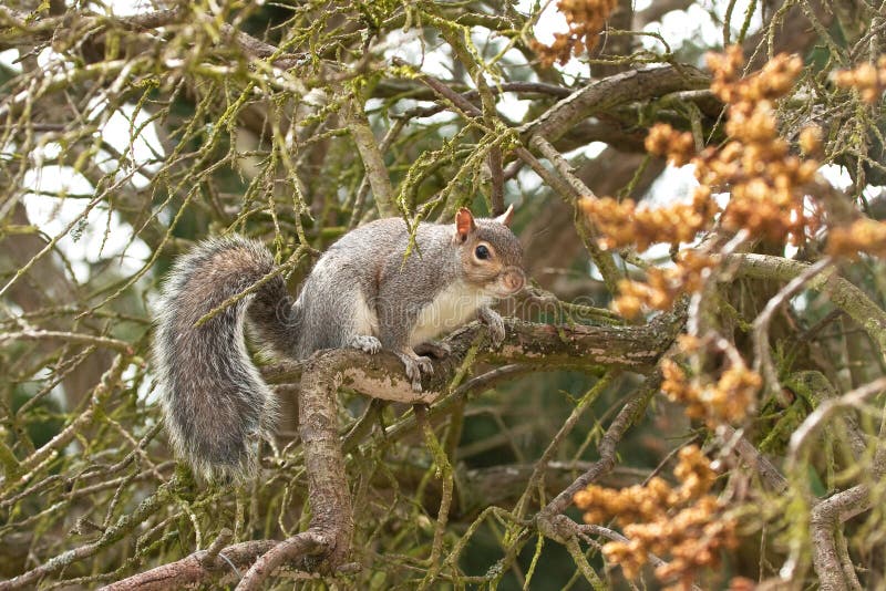 Focused Squirrel Hiding Behind Unfocused Seeds Stock Photo - Image of ...