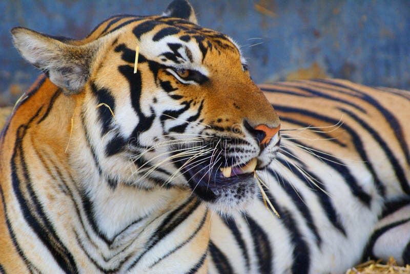 Focused tiger stock image. Image of tiger, nature, animal - 11263125