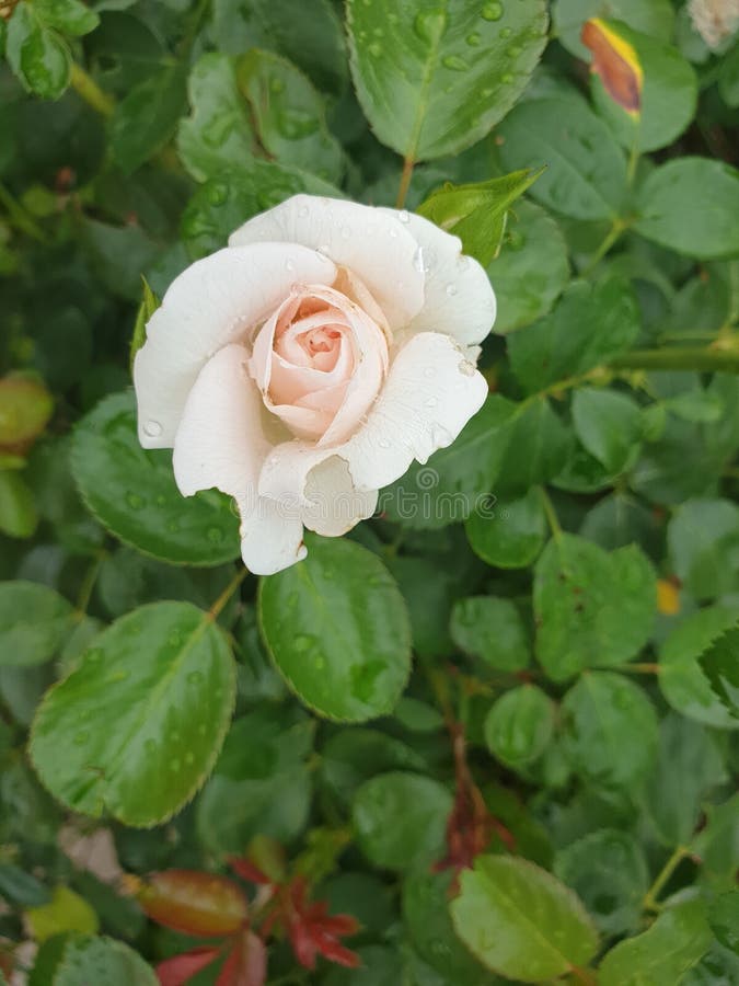 Focused on a Tiny Pink Rose from a Top View Stock Image - Image of ...