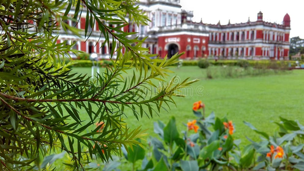 Focused tree leaps stock photo. Image of tree, focused - 89271664