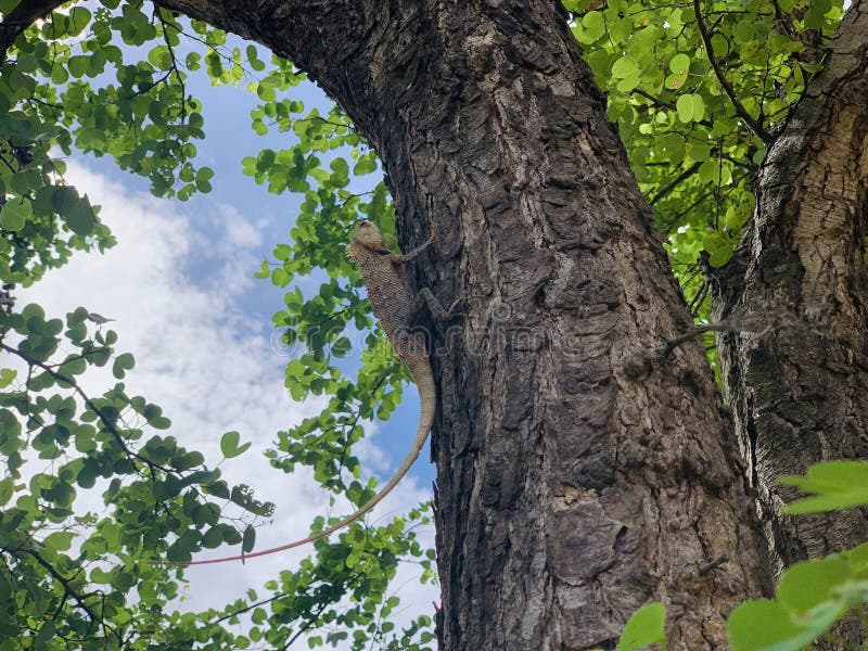 Focused View of a Lizard Climbing a Tree. Stock Photo - Image of forest ...