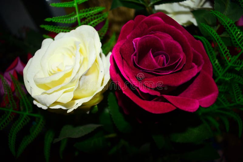 Focused White and Red Violet Big Rose Stock Photo - Image of blurred ...