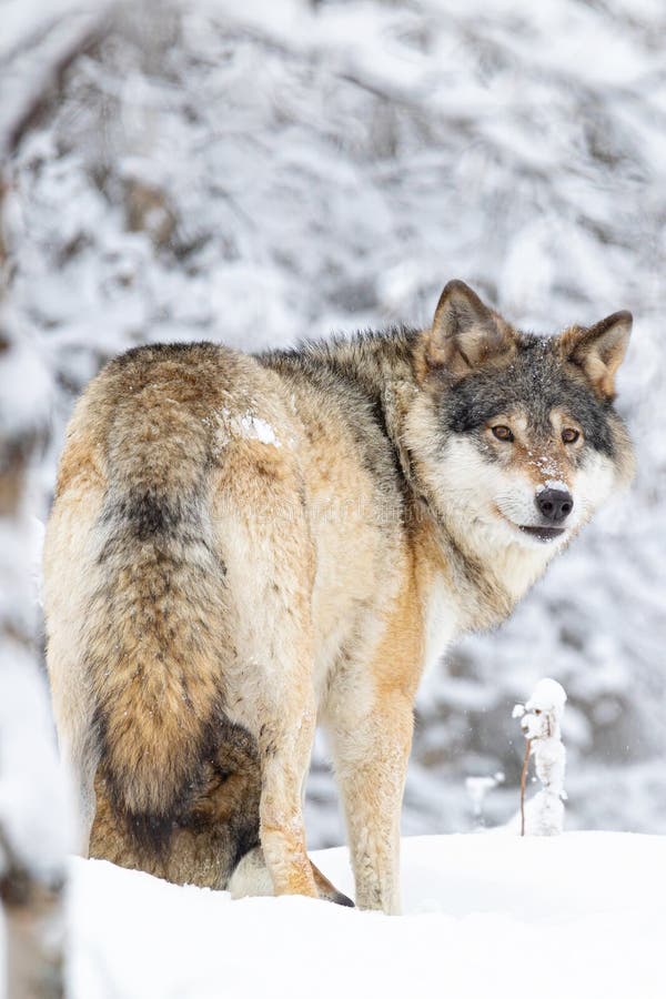 Focused Wolf in Pack Looking Backward in Cold Winter Forest Stock Image ...