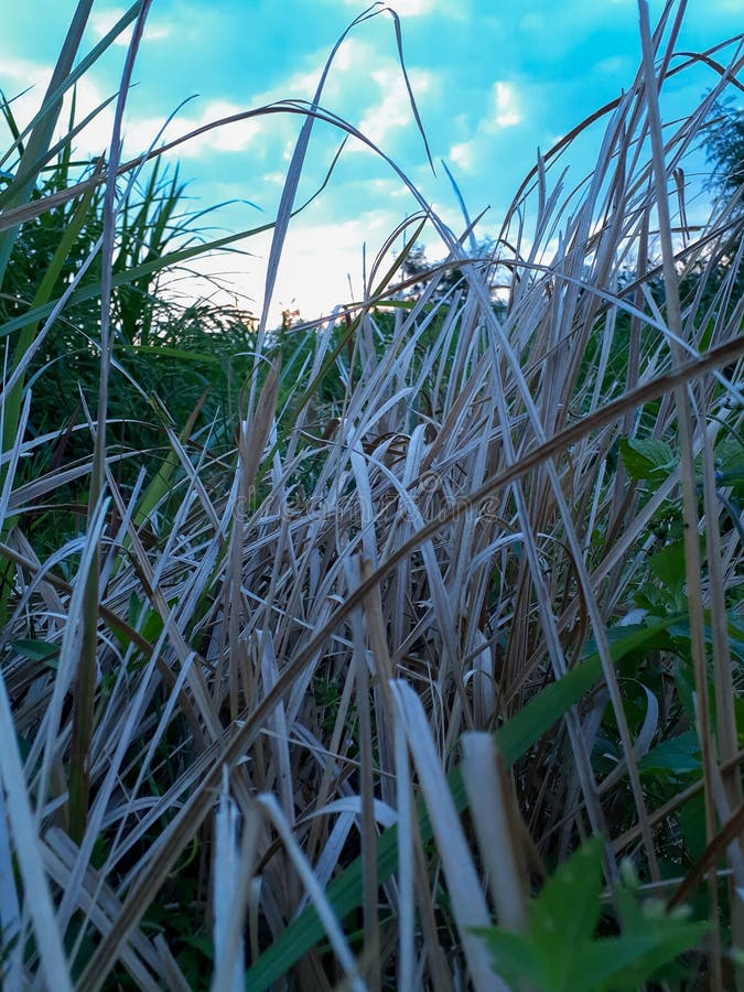 Focusing on Dry Grass Thatch with a Background of Blue Sky Stock Photo ...