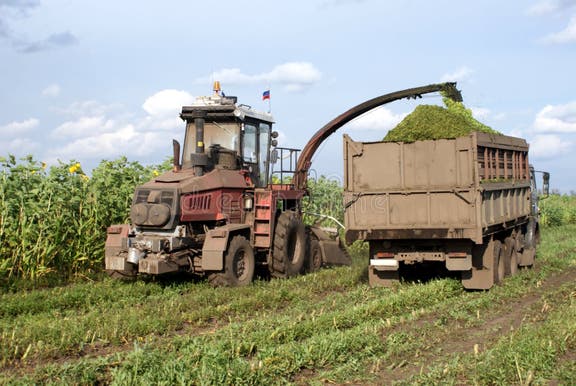 Fodder stock photo. Image of suffe, sunflower, machinery - 10921316
