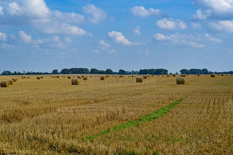 Fodder Bales on Agriculture Field in August Stock Photo - Image of ...