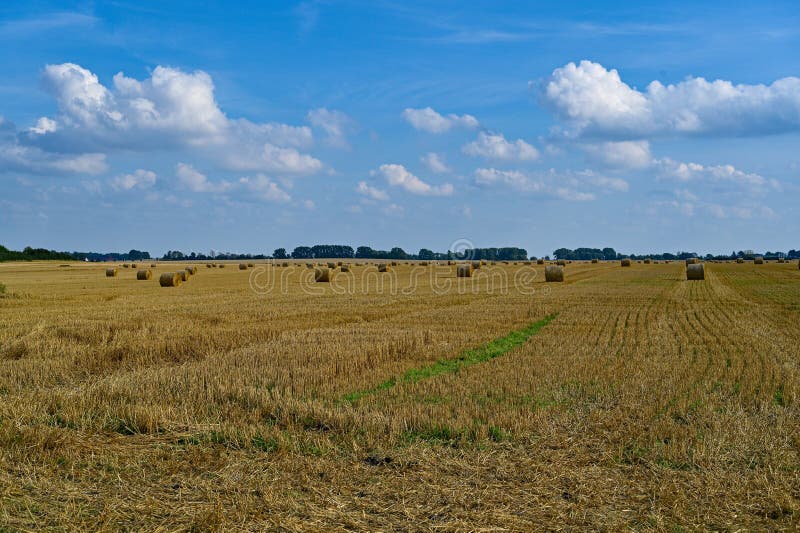 Fodder Bales on Agriculture Field in August Stock Image - Image of ...