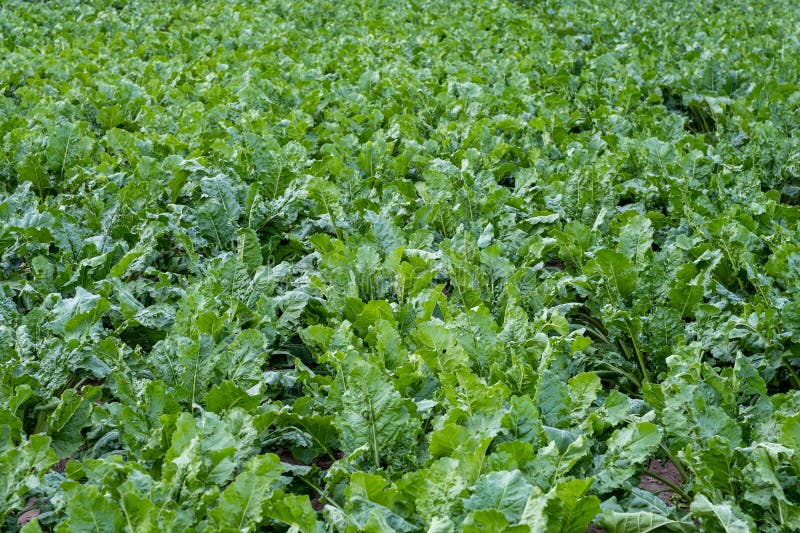 Fodder Beet Close-up on the Field. Crop and Farming Stock Photo - Image ...