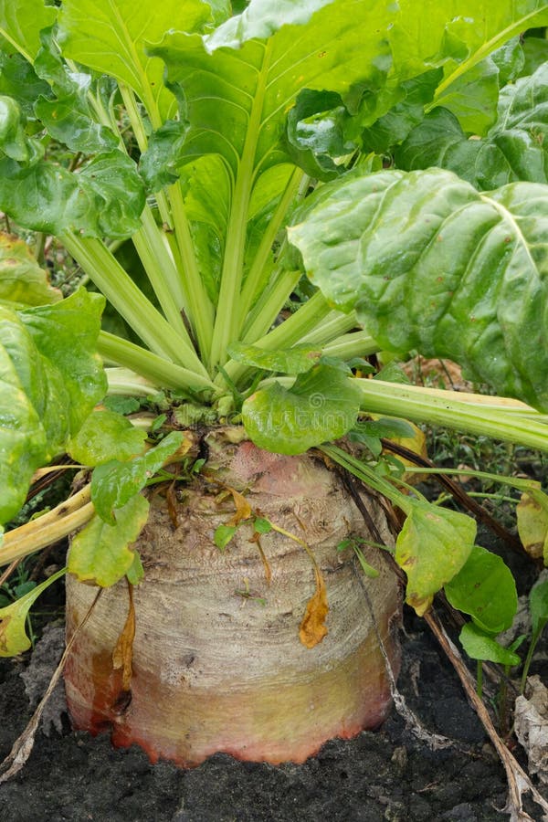 Fodder beet growing stock image. Image of beet, fodder - 28890097
