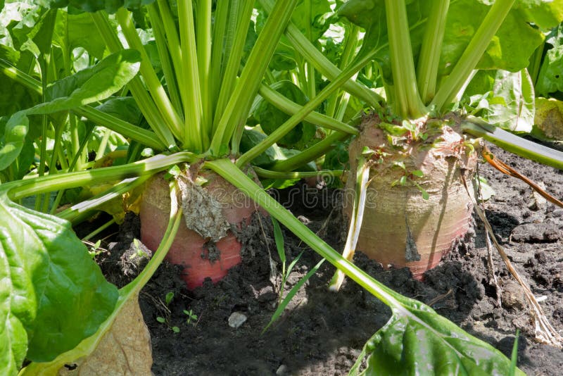 Fodder beet growing stock image. Image of beet, fodder - 28890097