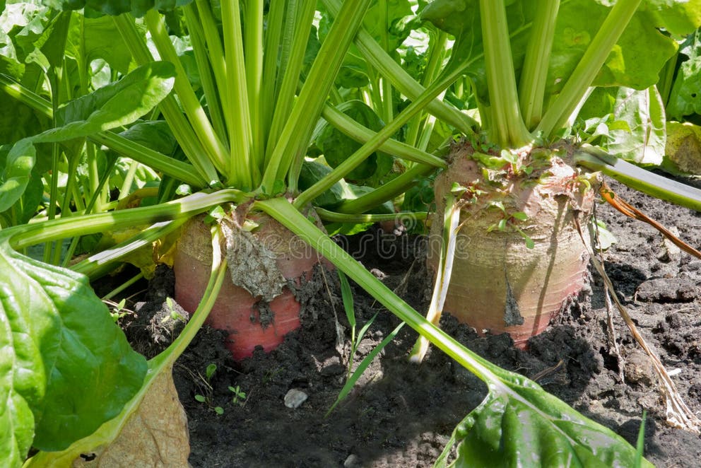 Fodder beet field stock photo. Image of green, wurzel - 191696578