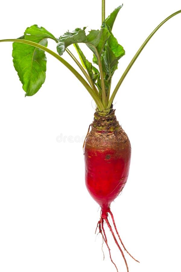 Fodder beet growing stock image. Image of beet, fodder - 28890097