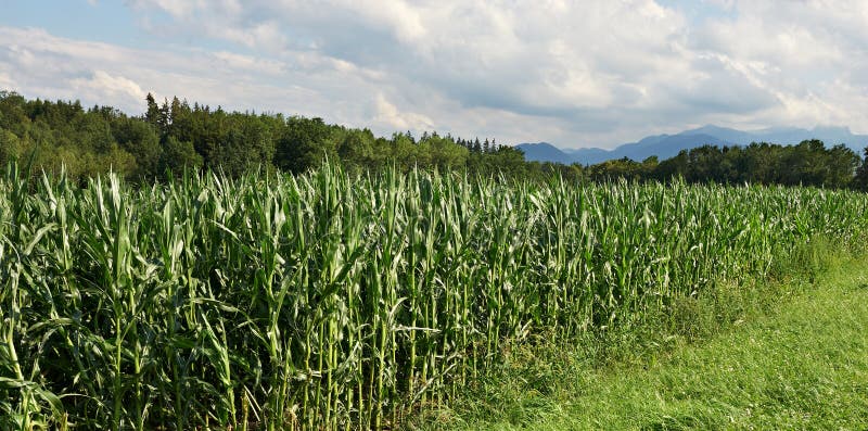 Fodder Corn stock photo. Image of fresh, countryside - 21251830