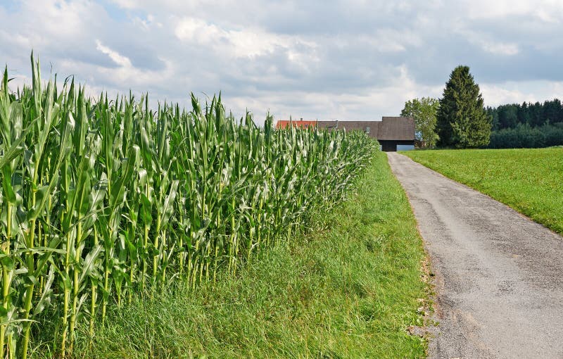 Fodder Corn stock photo. Image of clouds, agriculture - 21285202