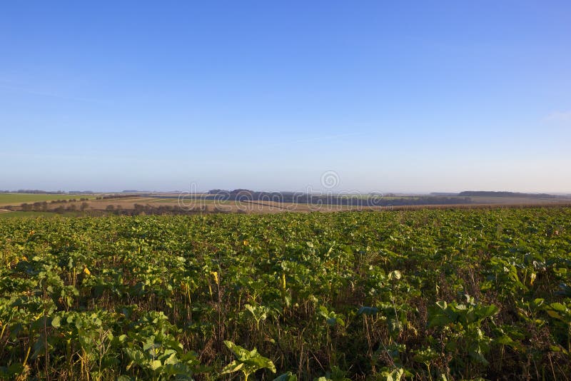 Fodder crops and scenery stock image. Image of rural - 84132329
