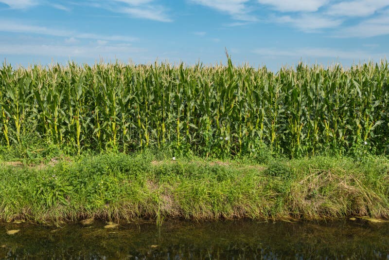 Ripening Fodder Maize Plants in a Row Stock Image - Image of growing ...