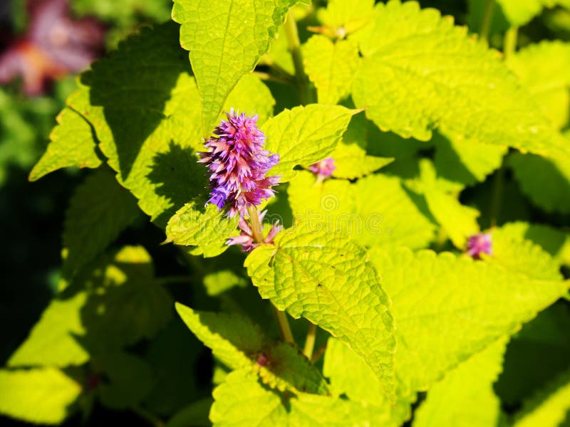 Foeniculum 'giubileo Dorato' Del Agastache Fotografia Stock - Immagine ...