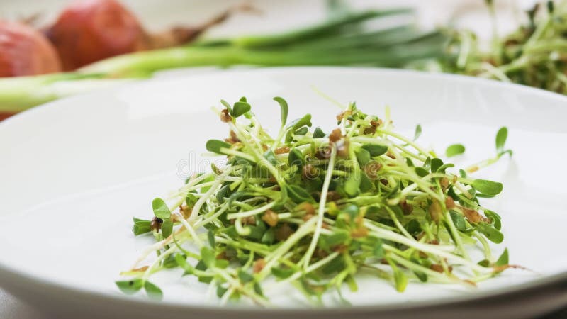 Foenum-graecum Commonly Called Fenugreek Shoots Falling on the Plate ...