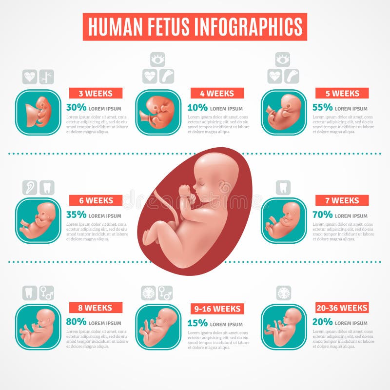 Foetus humain Infographics illustration de vecteur. Illustration du ...