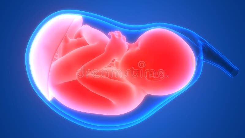 Foetusbaby In Uterusanatomie Stock Illustratie - Illustratie bestaande ...