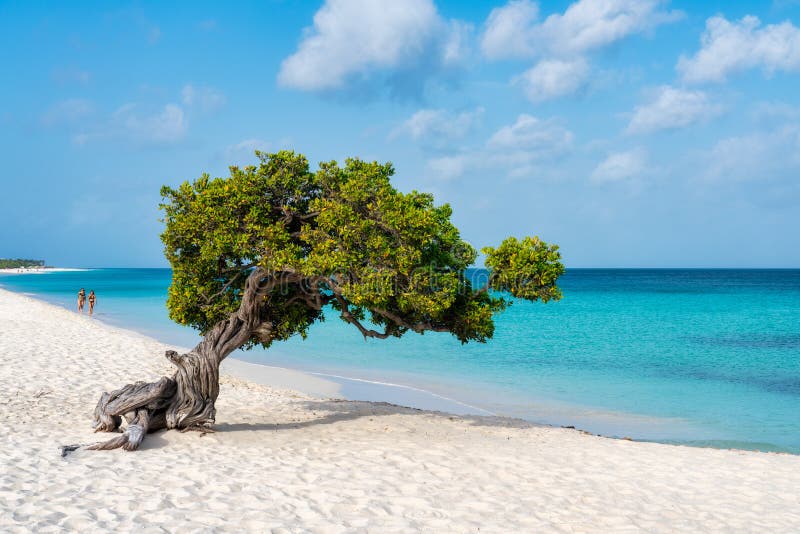 A Fofoti Tree Overlooking the Caribbean in Aruba Stock Image - Image of ...