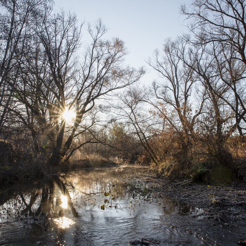 Foggy Morning in a Field with Grasses and Trees Stock Photo - Image of ...