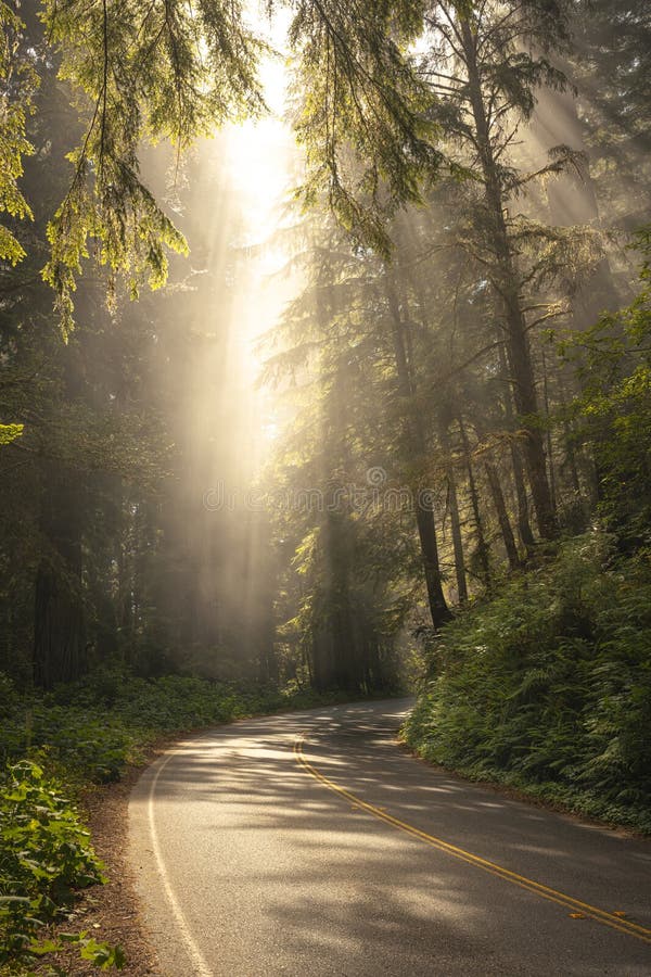 Fog Accents the Bright Rays of Light through Redwood Canopy Stock Photo ...