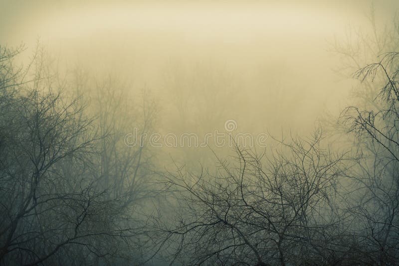 Fog and branches of trees stock photo. Image of copy - 104136322