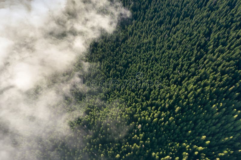 Fog or Cloud Over Mountain Forest. Top View. Stock Photo - Image of ...