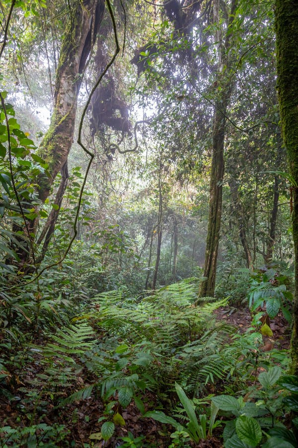 Fog and Clouds in Tropical Rain Forest at Cameron Highlands Malaysia ...
