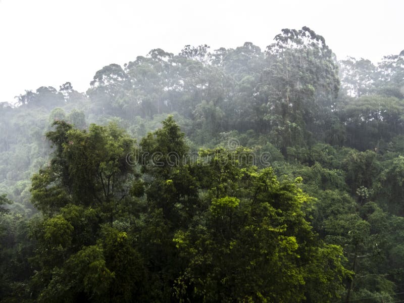 Fog Clouds in the Tropical Rainforest Stock Image - Image of light ...