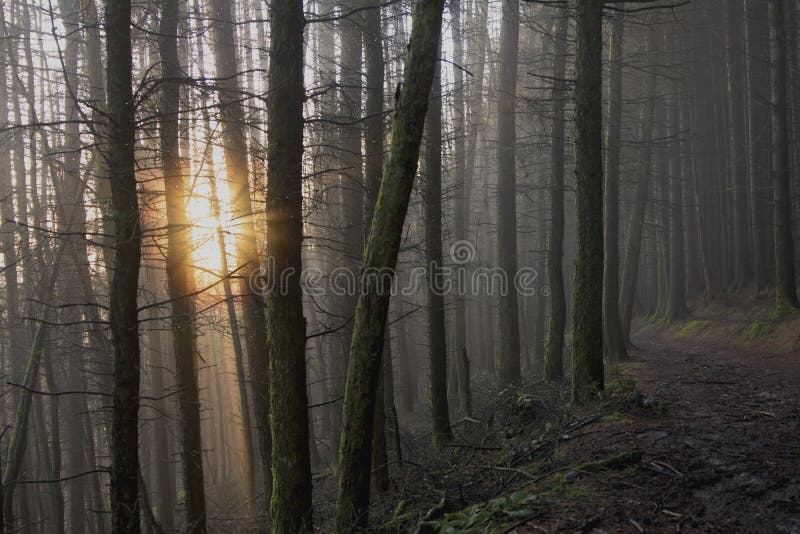 Fog Coming through the Forest with the Sun Breaking through Stock Photo ...