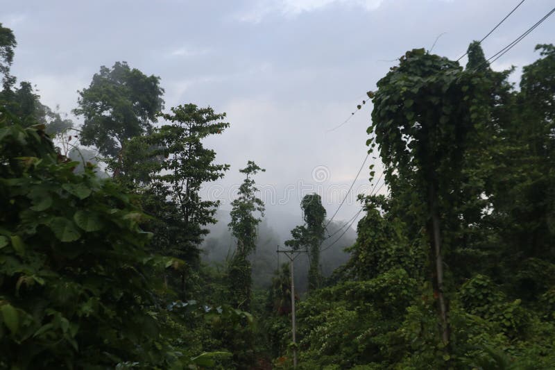 Fog Covered the Dense Trees after the Rain Stopped Stock Image - Image ...
