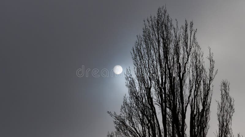 Fog-covered Sun Behind a Poplar Tree Stock Photo - Image of foggy ...