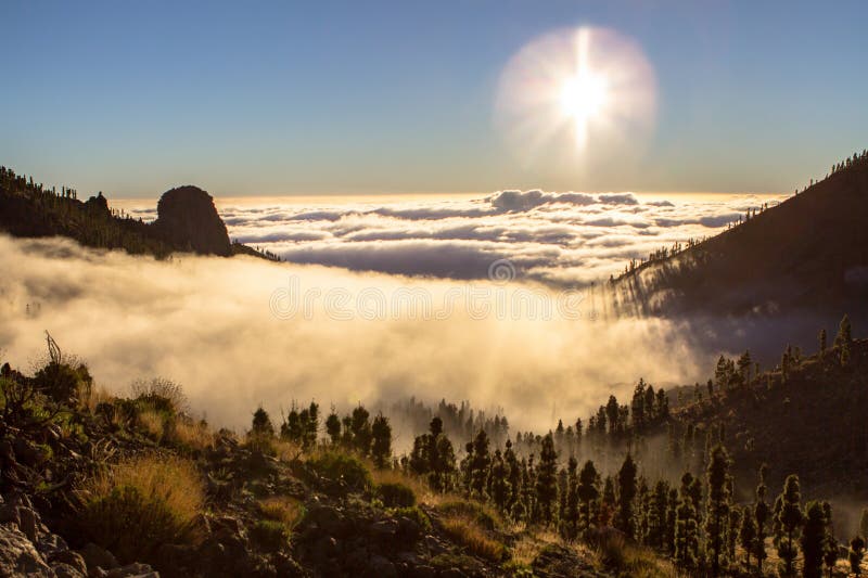 Fog Covered Trees in the Forest Stock Image - Image of twilight, nature ...