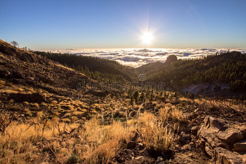 Fog Covered Trees in the Forest Stock Image - Image of mystery, scene ...