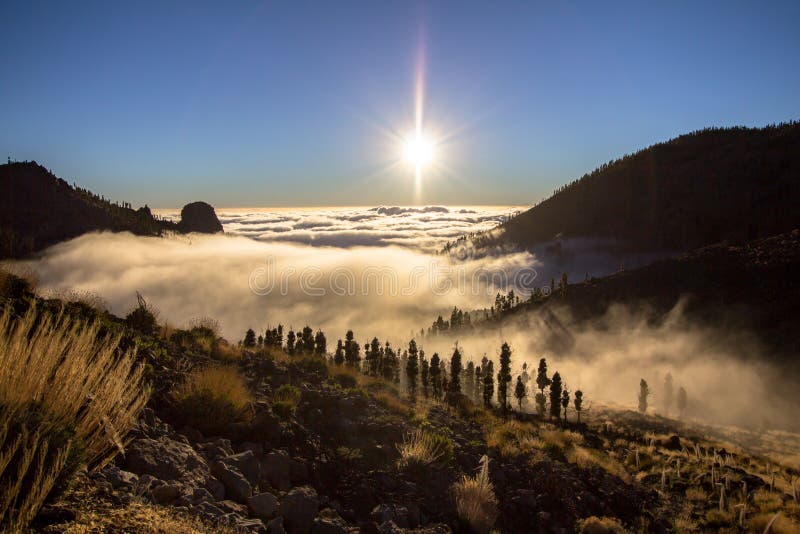 Fog Covered Trees in the Forest Stock Image - Image of background ...