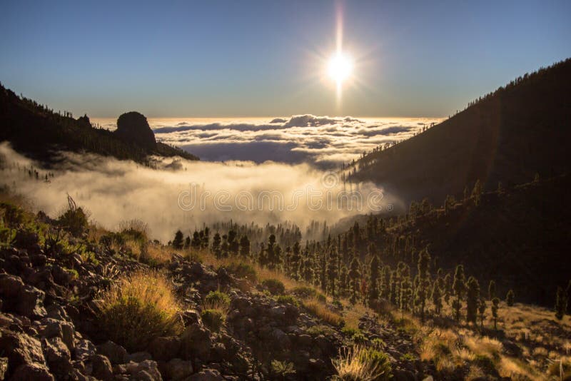 Fog Covered Trees in the Forest Stock Photo - Image of cloudy, forest ...