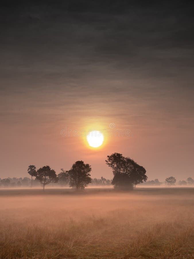 Fog Covering on the Dry Rice Fields Behind the Sun Stock Image - Image ...