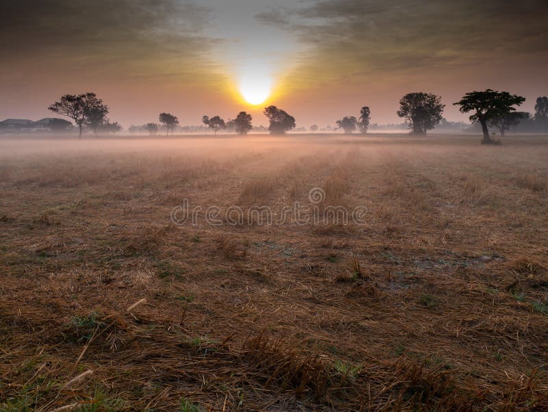 Fog Covering on the Dry Rice Fields Behind the Sun Stock Image - Image ...