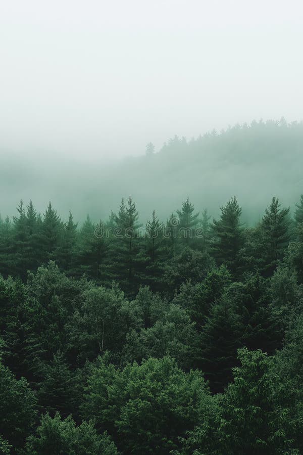 Fog Covering Lush Green Forest on Mountainside Stock Image - Image of ...