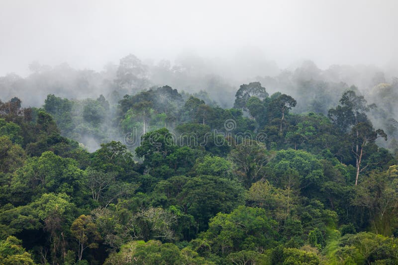 Fog Covers Greenery Area Inside Tropical Rainforest in Rainy Season ...