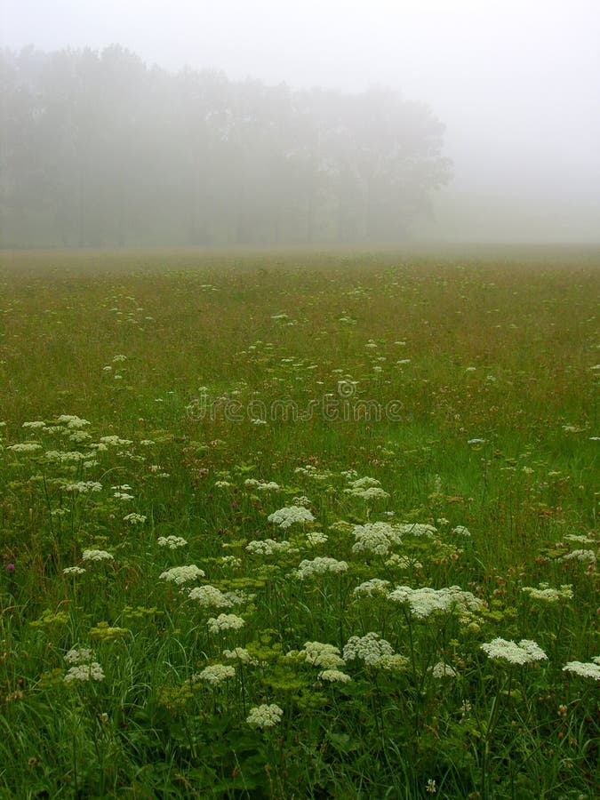 Fog days stock photo. Image of cool, people, hazy, nature - 13939598