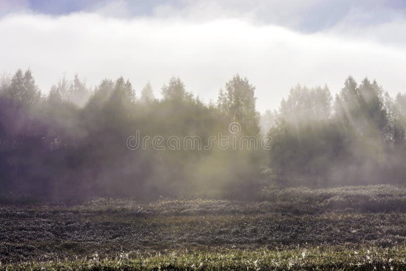 Fog, Dew and the Rays of the Sun Stock Image - Image of meadow, rise ...