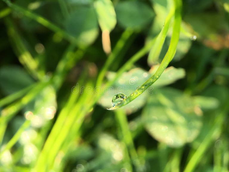 Fog drop on grass stock photo. Image of macro, nature - 76946558