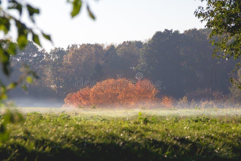 Fog in the field in autumn stock image. Image of morning - 197039125