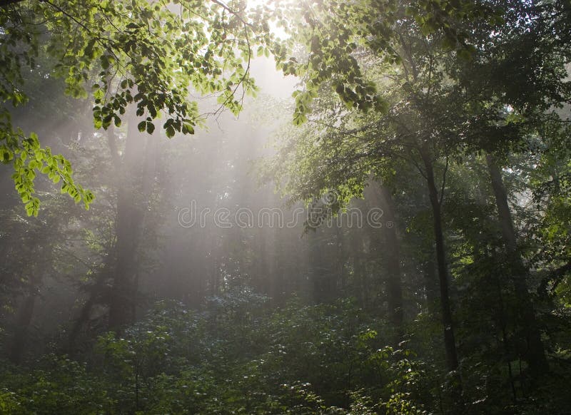 Fog in forest stock photo. Image of foliage, perspective - 15907302