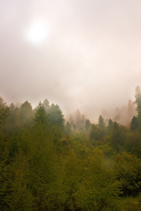 Fog forest stock photo. Image of plant, foggy, weather - 6566510