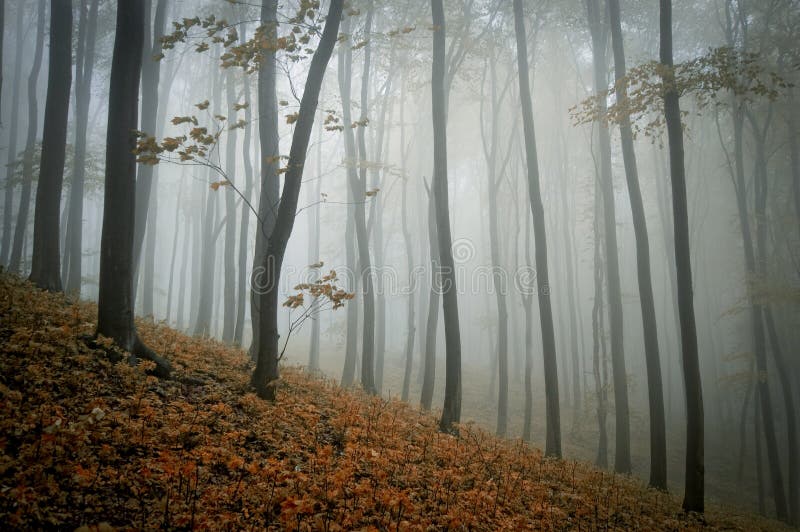 Red Forest with Fog in Autumn Stock Image - Image of leaf, evening ...