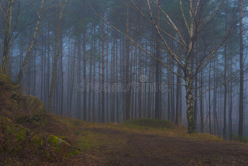 Fog in a forest at fall stock photo. Image of mist, season - 225549442